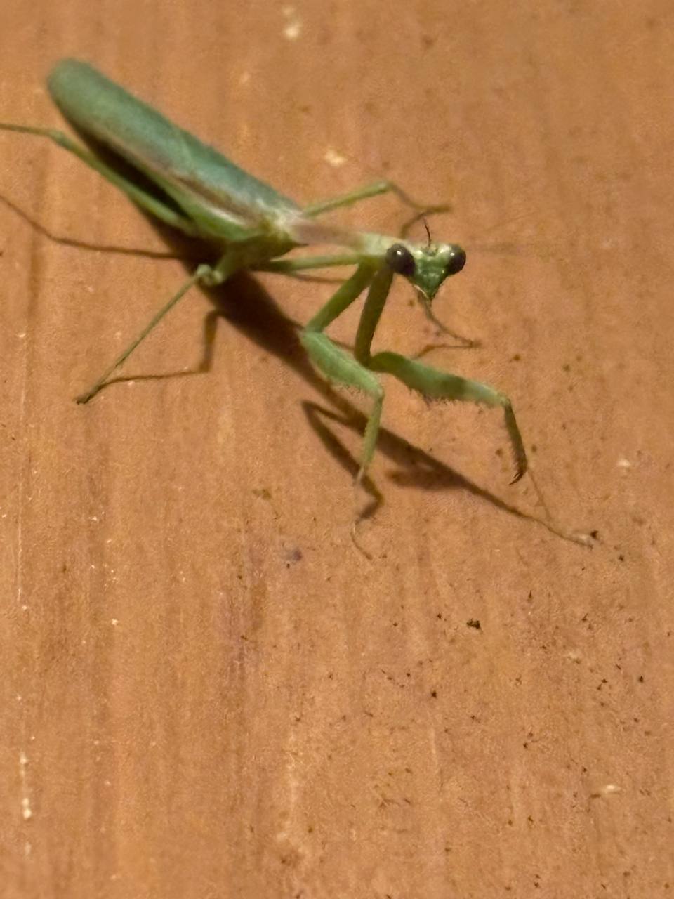 Praying Mantis - Books Lavender Tea